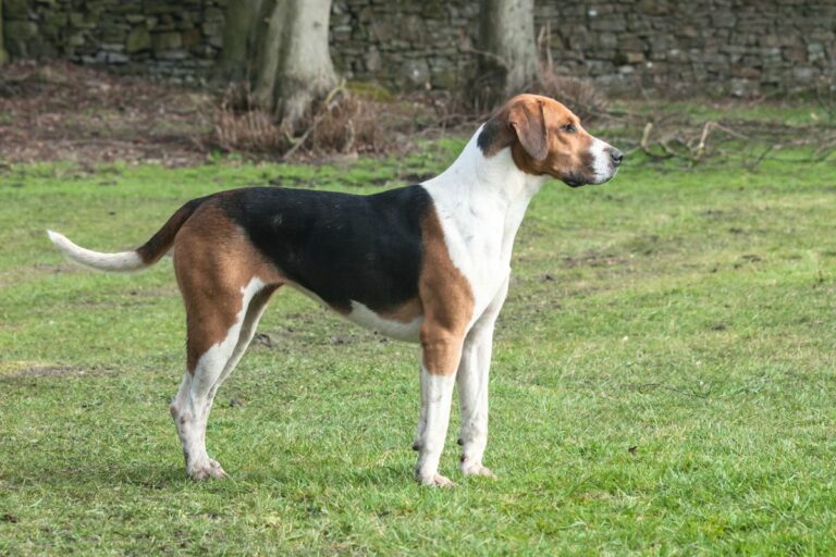 9 Best Tracking Dogs With Best Sense Of Smell