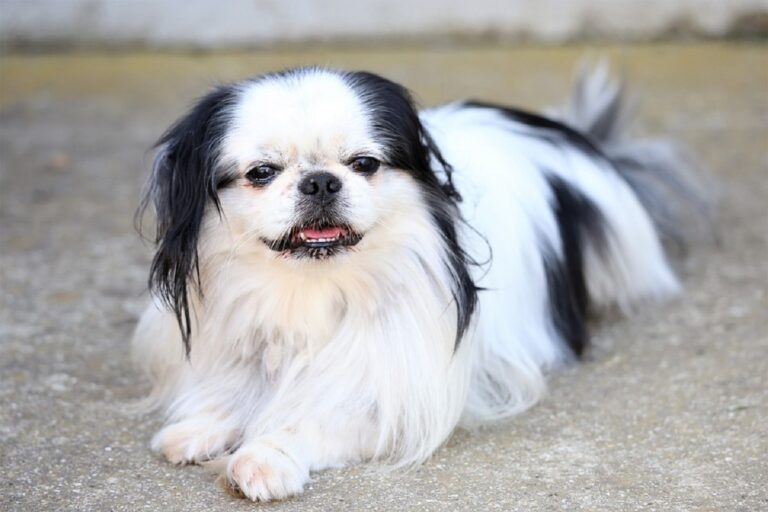 11 Calm Small Dog Breeds That Steal Hearts