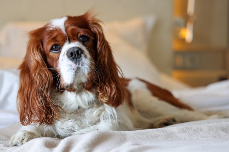 11 Calm Small Dog Breeds That Steal Hearts