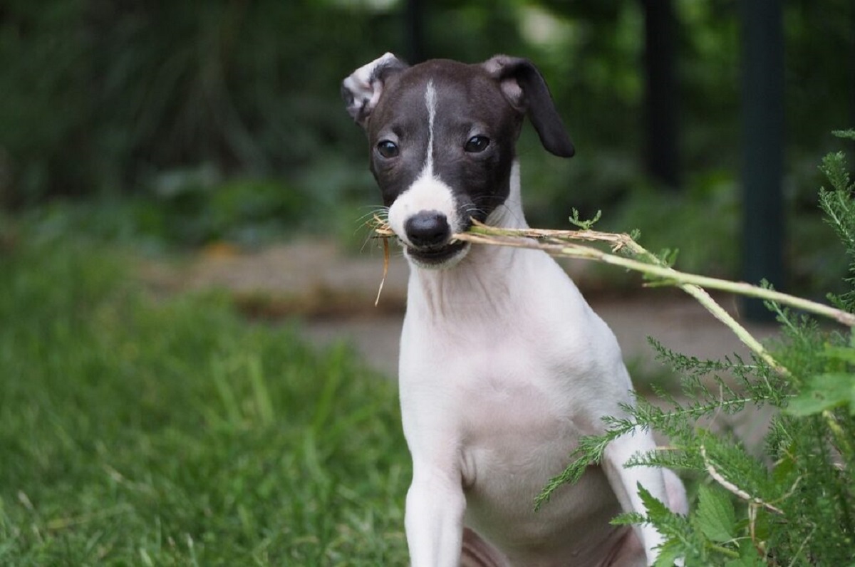 11 Calm Small Dog Breeds That Steal Hearts