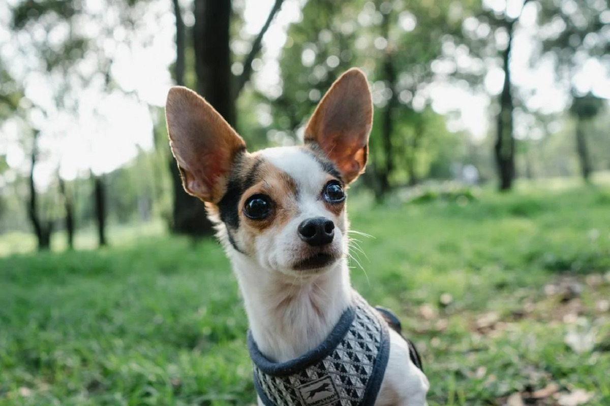 11 Dog Breeds With Big Ears (So Adorable!)