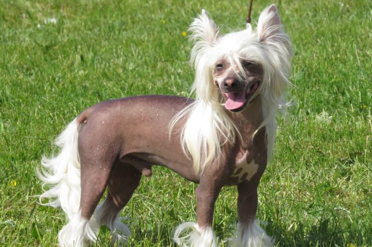 11 Calm Small Dog Breeds That Steal Hearts