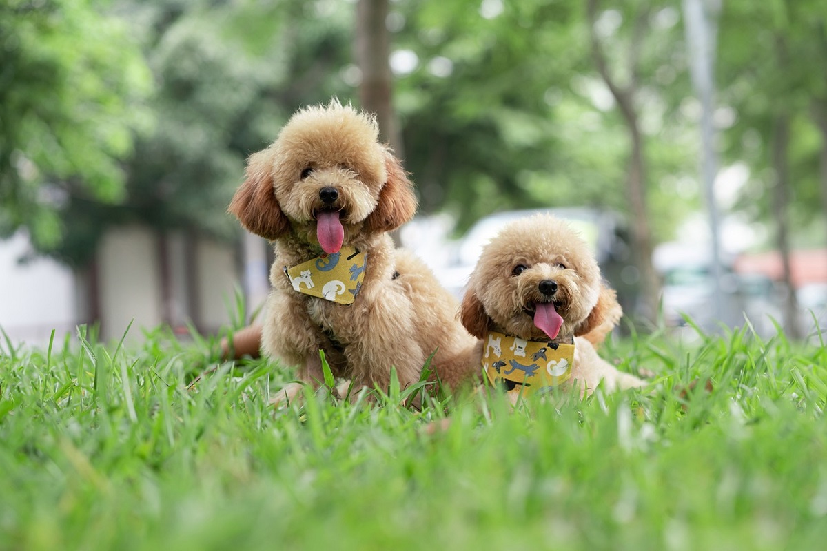 11 Small Dog Breeds With Long Hair (with Pictures) - Ethawi.com