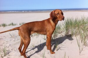 15 Long-Legged Dog Breeds With Big Hearts