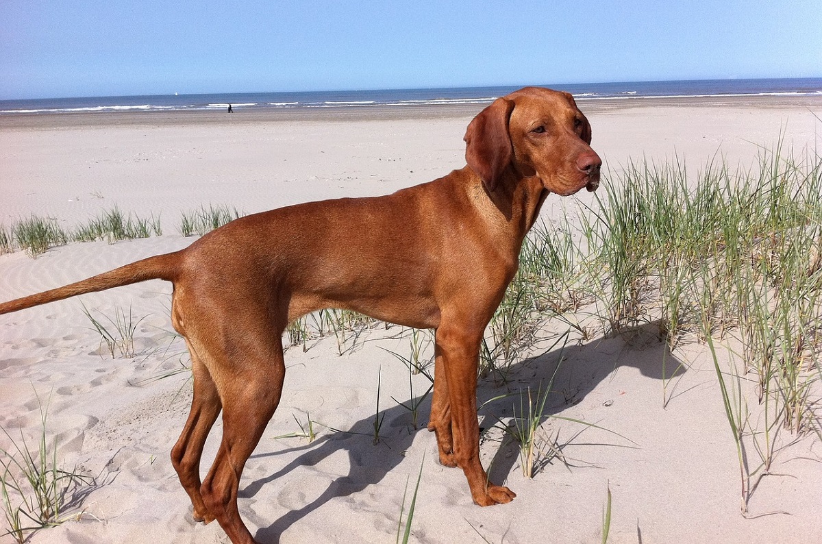 15 Long-Legged Dog Breeds With Big Hearts