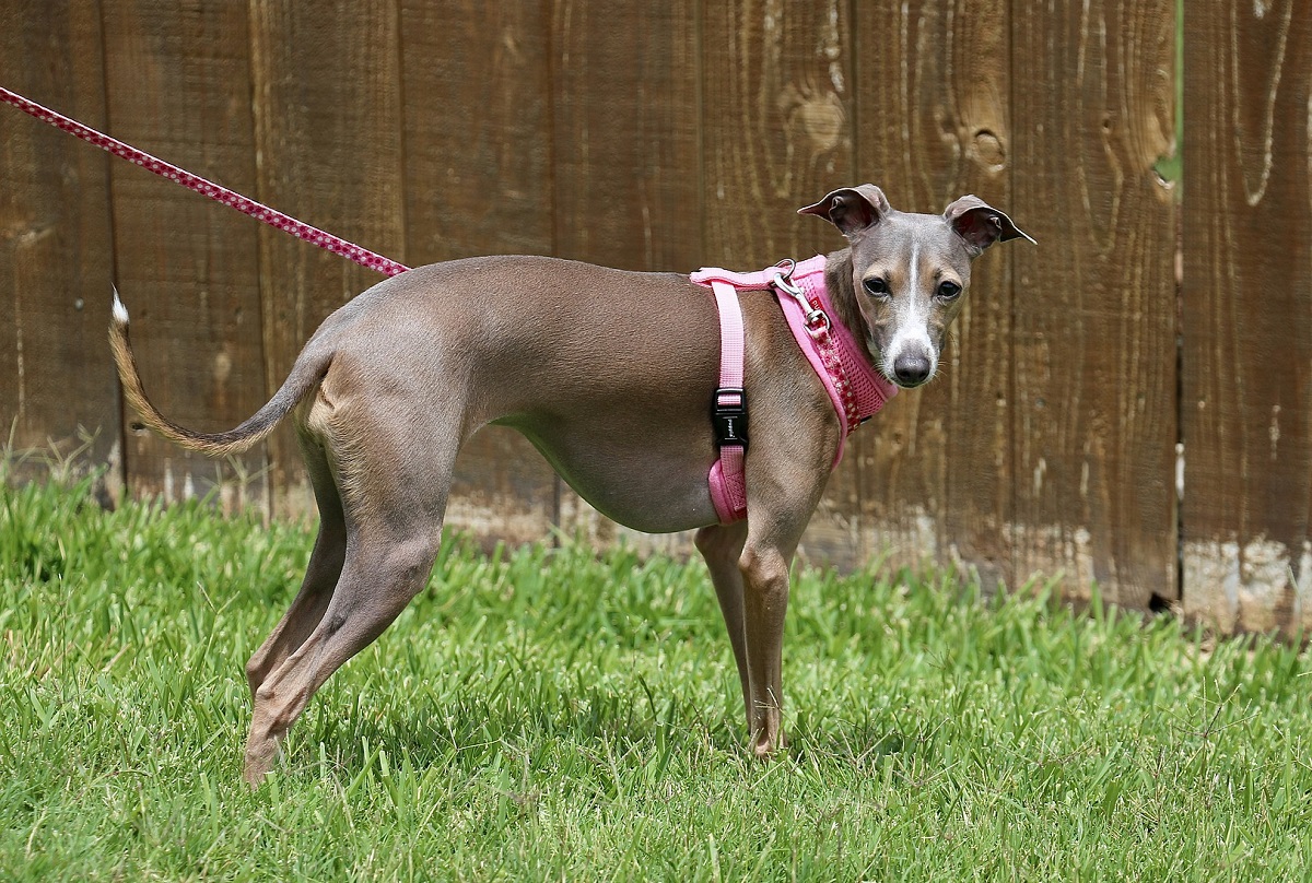 19 Dog Breeds That Stay Small Forever