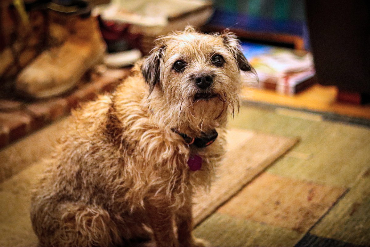 Dog Breeds That Are Wirehaired - Tededer.com