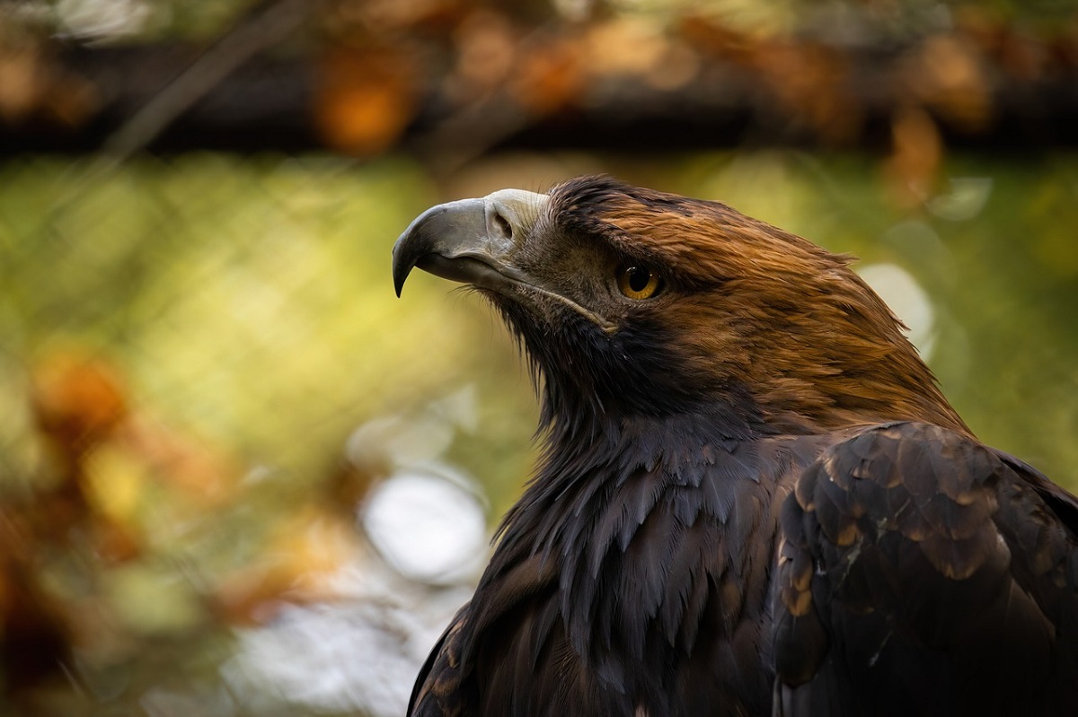 13 Different Types Of Eagles Present In The World - Avesei.com