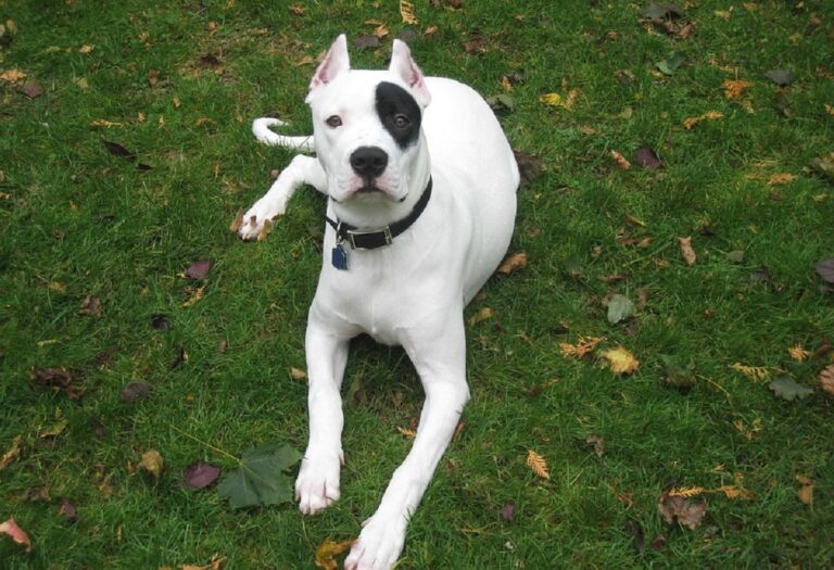 21 Spotted Dog Breeds And What Makes Them Special