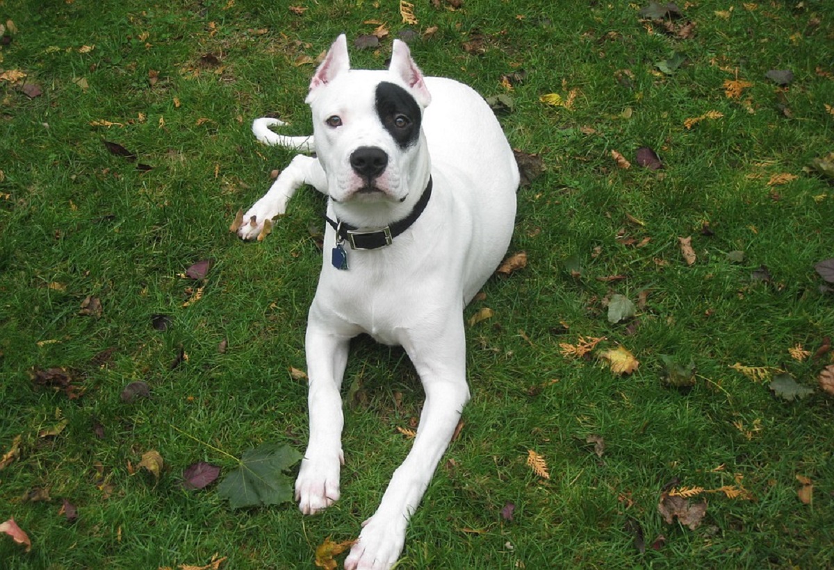 21 Spotted Dog Breeds And What Makes Them Special