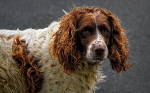 21 Spotted Dog Breeds And What Makes Them Special