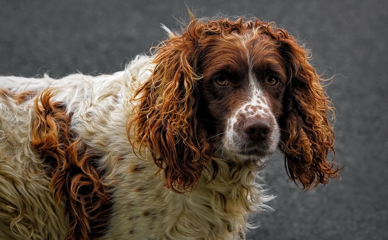 21 Spotted Dog Breeds And What Makes Them Special