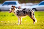 21 Spotted Dog Breeds And What Makes Them Special