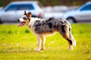 21 Spotted Dog Breeds And What Makes Them Special
