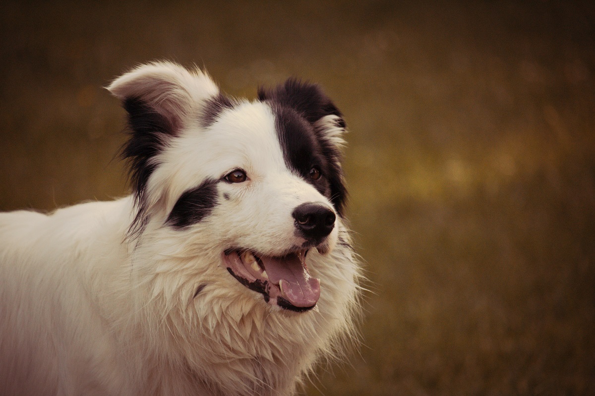 21 Spotted Dog Breeds And What Makes Them Special
