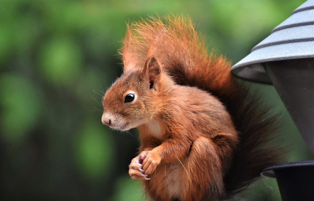 11 Different Types Of Squirrels - Avesei.com