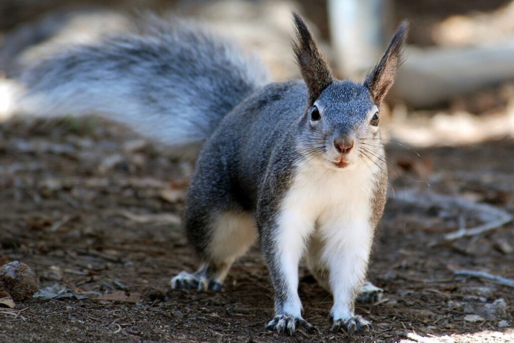 11 Different Types Of Squirrels - Avesei.com