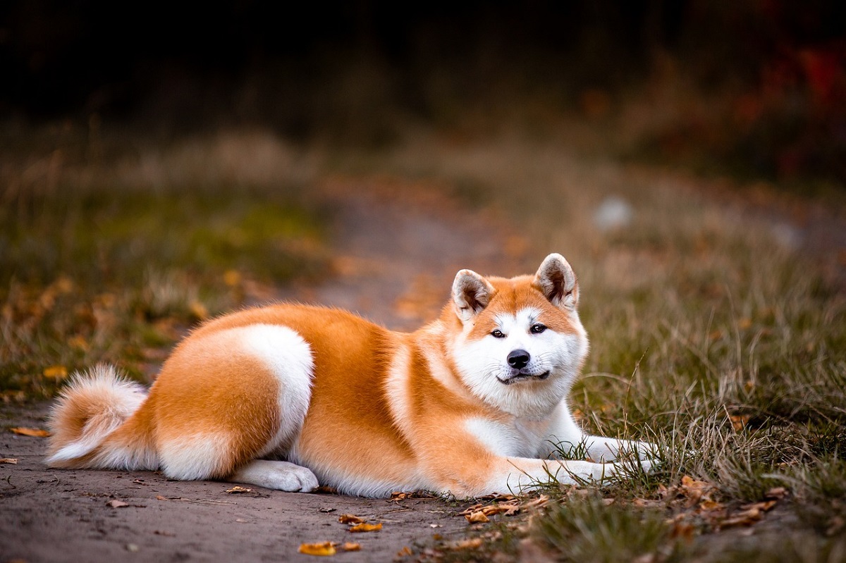 11 Most Stubborn Dog Breeds Of 2024