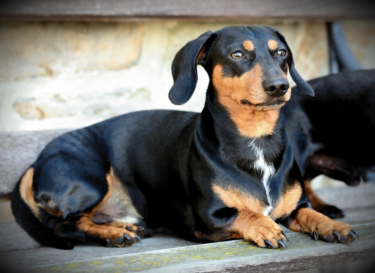 11 Most Stubborn Dog Breeds Of 2024