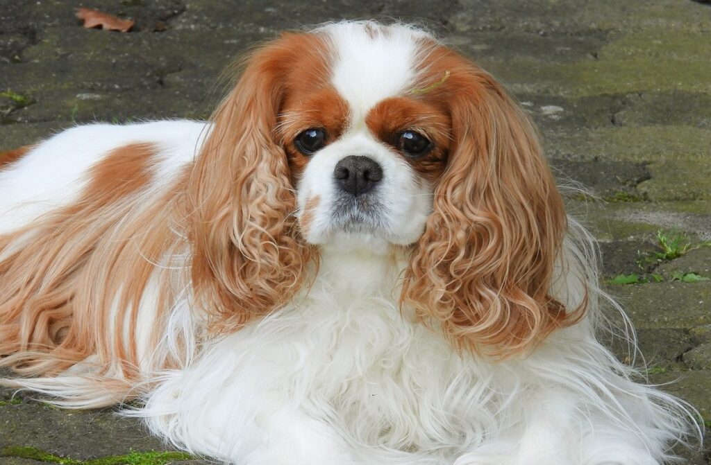 17 Most Affectionate Dog Breeds Known For Their Cuddles