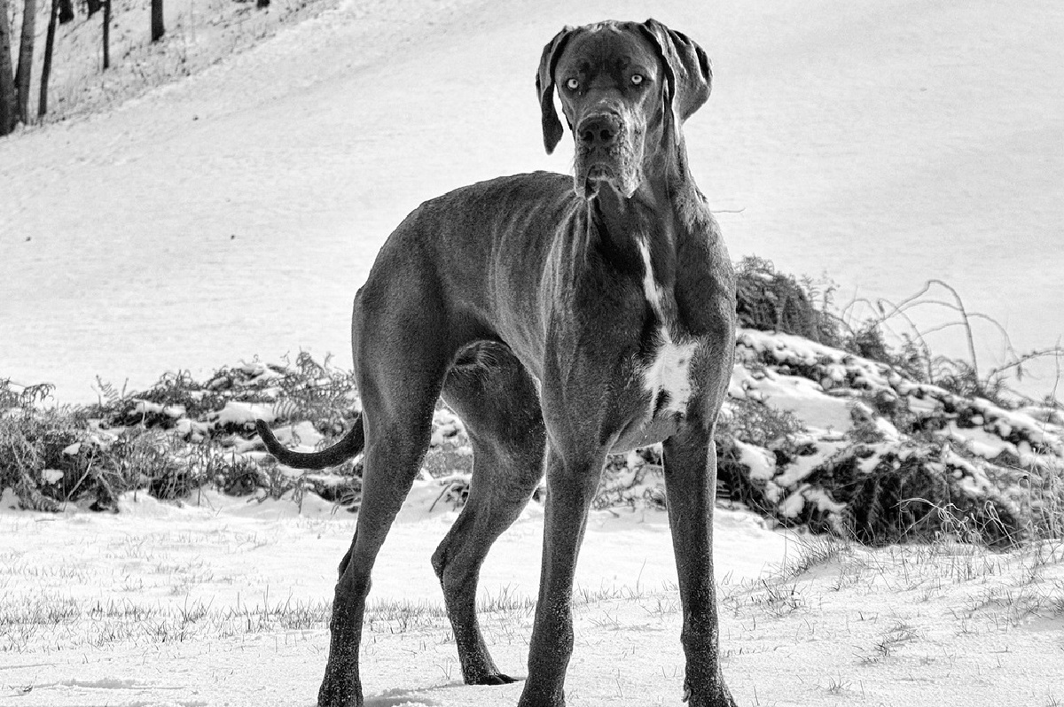 10 Most Toughest Dog Breeds In The World - Cerfiem.com