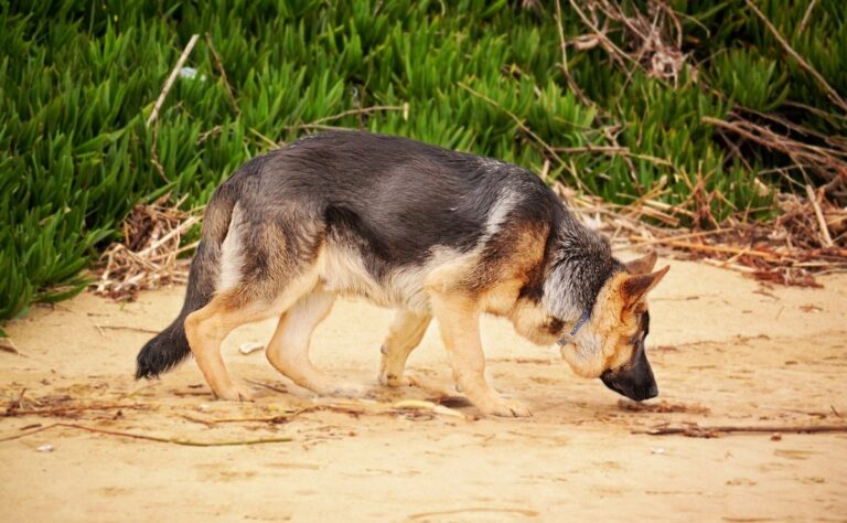 9 Best Tracking Dogs With Best Sense Of Smell
