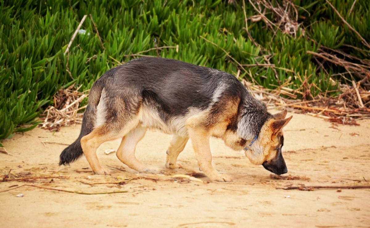 9 Best Tracking Dogs With Best Sense Of Smell