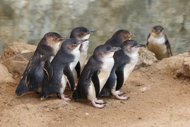 14 Types Of Penguins (With Pictures!) - Avesei.com