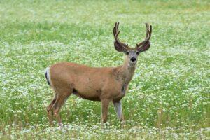 13 Types Of Deer And How To Tell The Difference - Ethawi.com