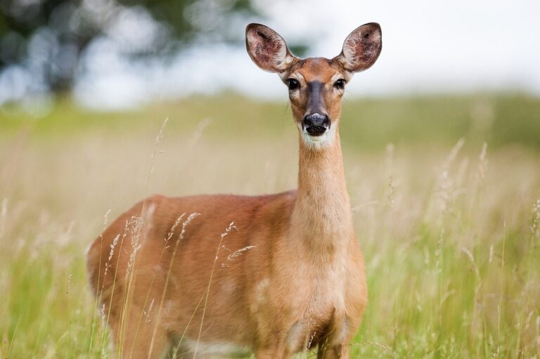 13 Types Of Deer And How To Tell The Difference - Tededer.com