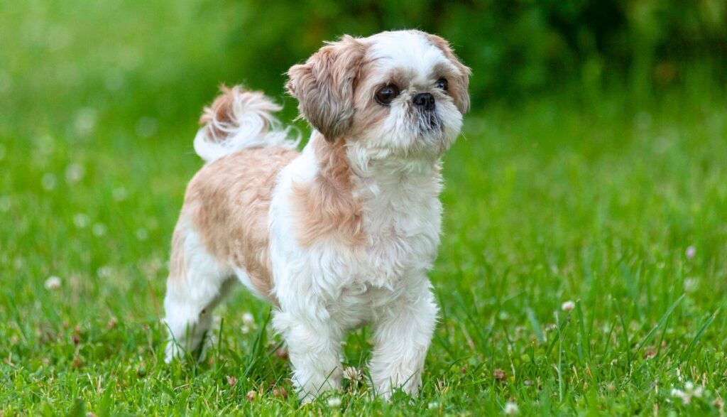 8 Types Of Shih Tzu Breeds - All You Need To Know!