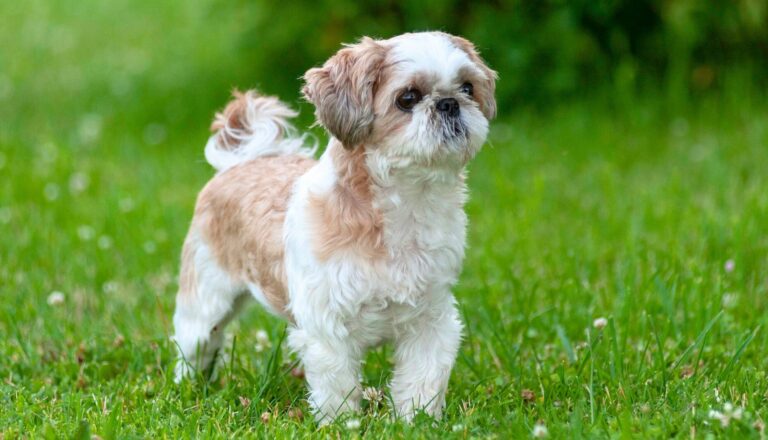 8 Types Of Shih Tzu Breeds - All You Need To Know!