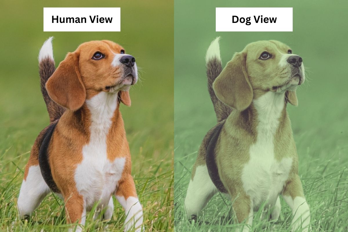 What Colors Can Dogs See? The Truth About Dog Vision - Tededer.com