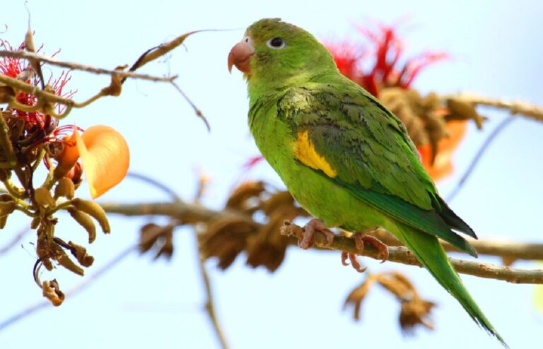 11 Types Of Parakeets And How To Differentiate Them - Tededer.com