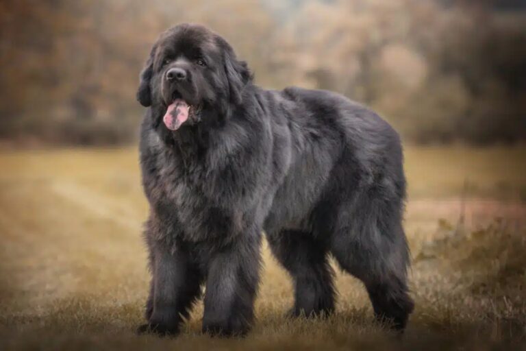 11 Dog Breeds With Blue Tongues