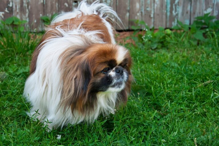 11 Dog Breeds That Are Closest To Wolves Genetically