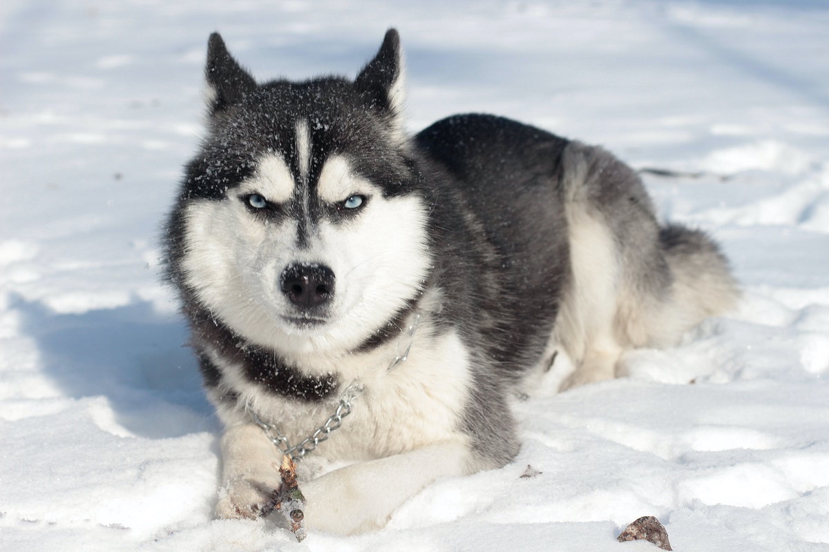 11 Most Stubborn Dog Breeds Of 2024