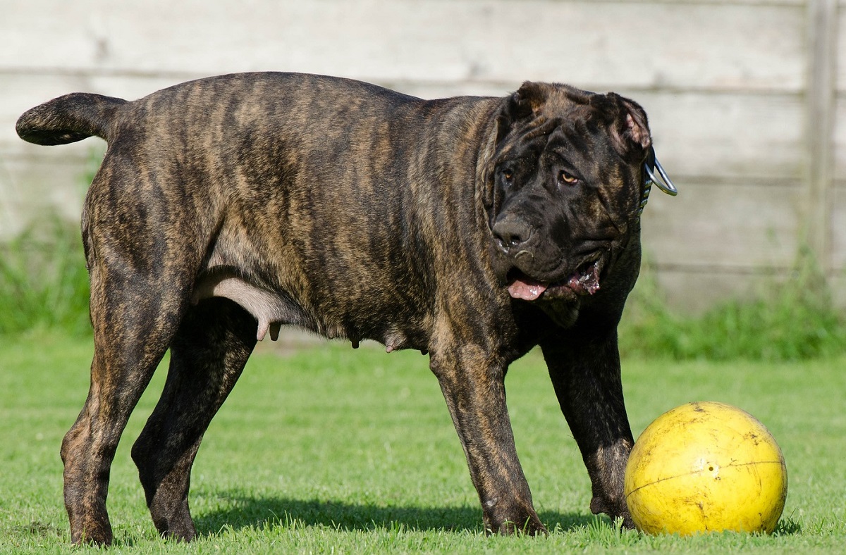 10 Most Toughest Dog Breeds In The World - Ethawi.com
