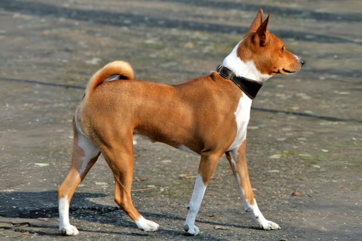 11 Dog Breeds That Are Closest To Wolves Genetically - Ethawi.com