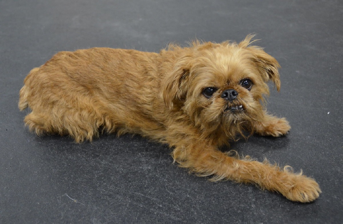 Dog Breeds That Are Wirehaired - Tededer.com