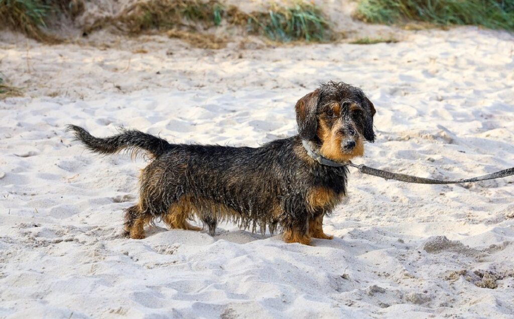 Dog Breeds That Are Wirehaired - Tededer.com