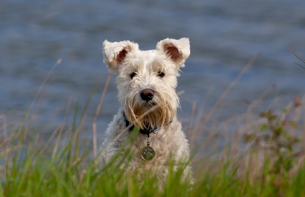 Dog Breeds That Are Wirehaired - Tededer.com