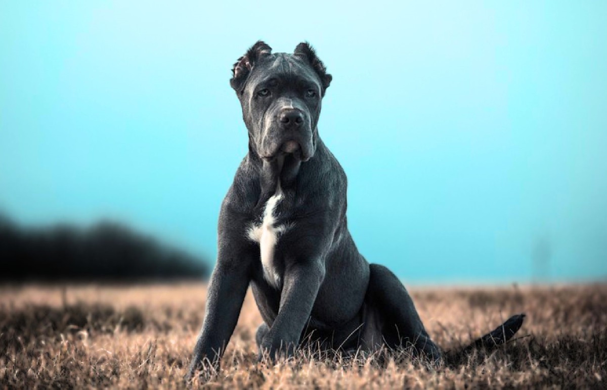 10 Dog Breeds That Can Kill A Lion - Avesei.com