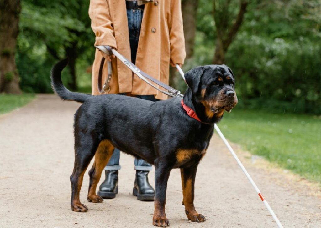 What Is A Personal Protection Dog? All You Need To Know - Avesei.com