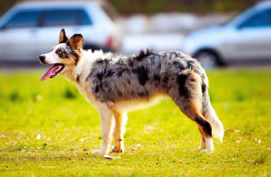 9 Most Hyper Guard Dog Breeds For Protection - Inhenocha.com