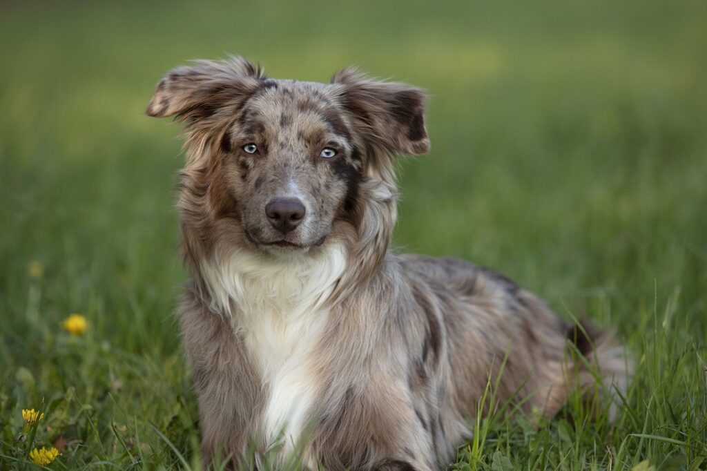 10 Best House Guard Dog Breeds For Your Family's Safety - Avesei.com