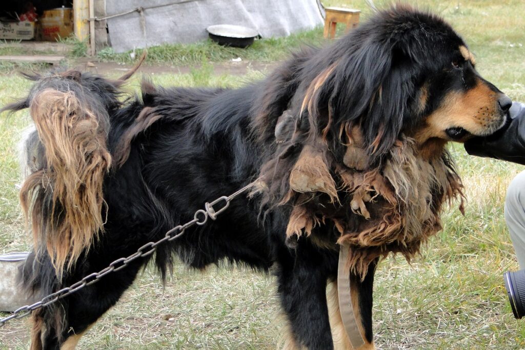 9 Dog Breeds That Look Like Lions - Avesei.com