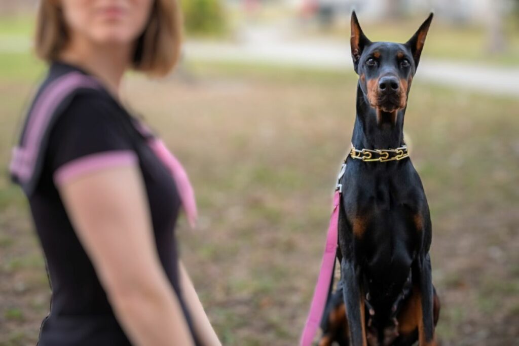 What Is A Personal Protection Dog? All You Need To Know - Tededer.com