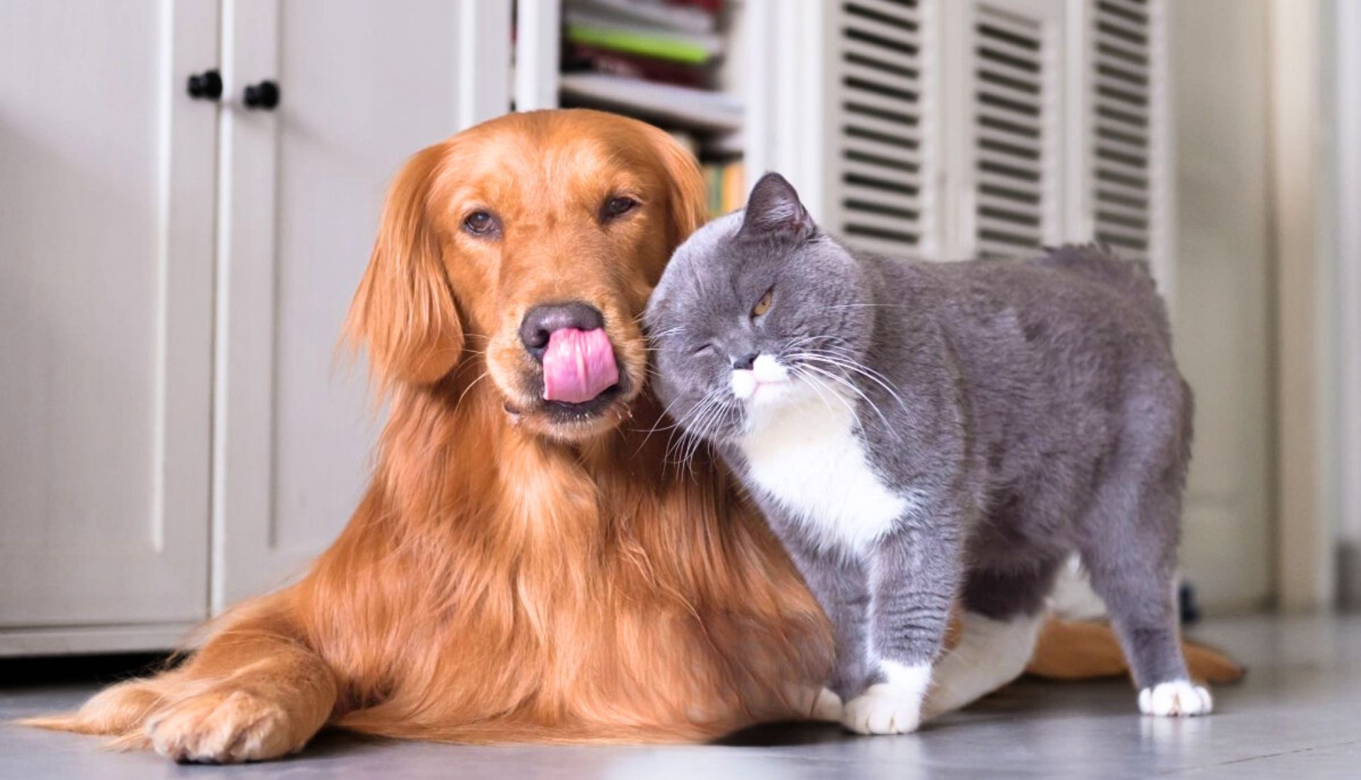 Best Guard Dog For Cats at George Delano blog