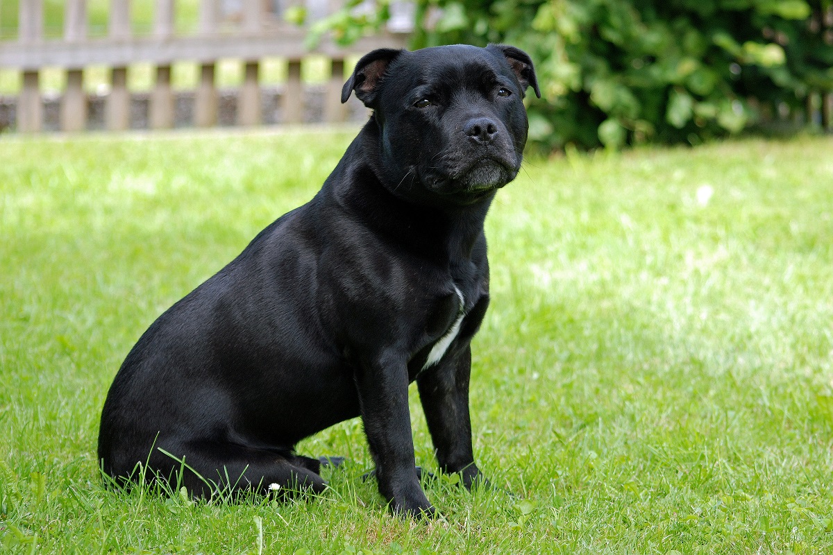 Top 7 Black Guard Dog Breeds - Tededer.com